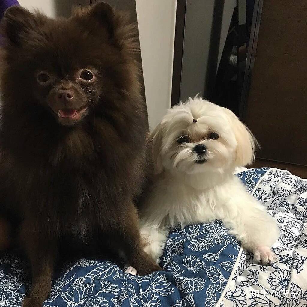 请问BLACKPINK的四位成员分别养的事什么宠物？ - 知乎