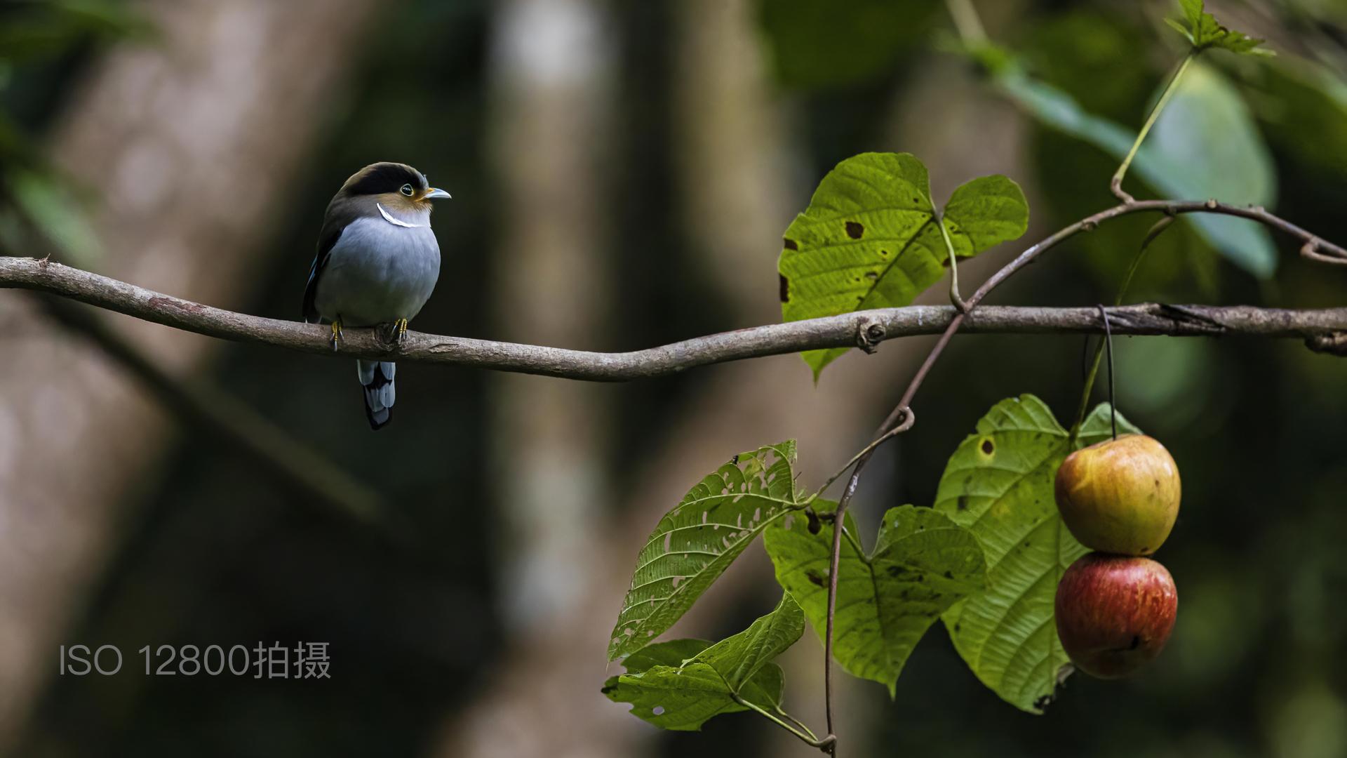 尼康z7ii和佳能R6ii怎么选? - 知乎