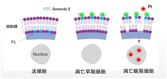 实验干货|如何用Annexin V/PI法做好细胞凋亡检测 - 知乎