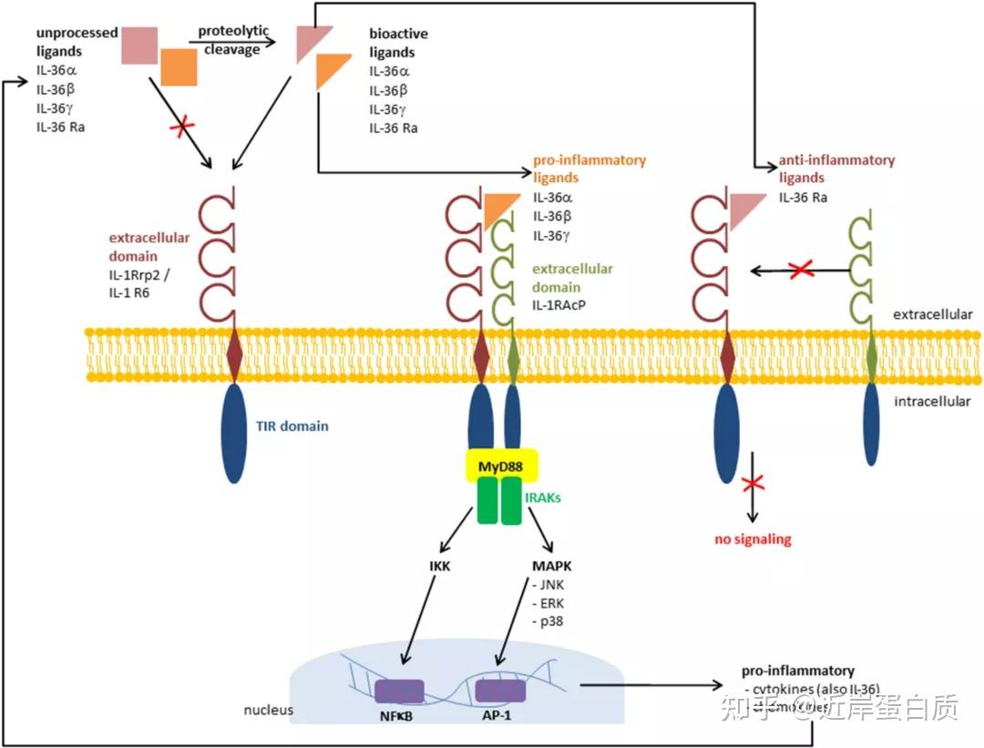炎症性疾病治疗药物潜力靶点IL-36 - 知乎