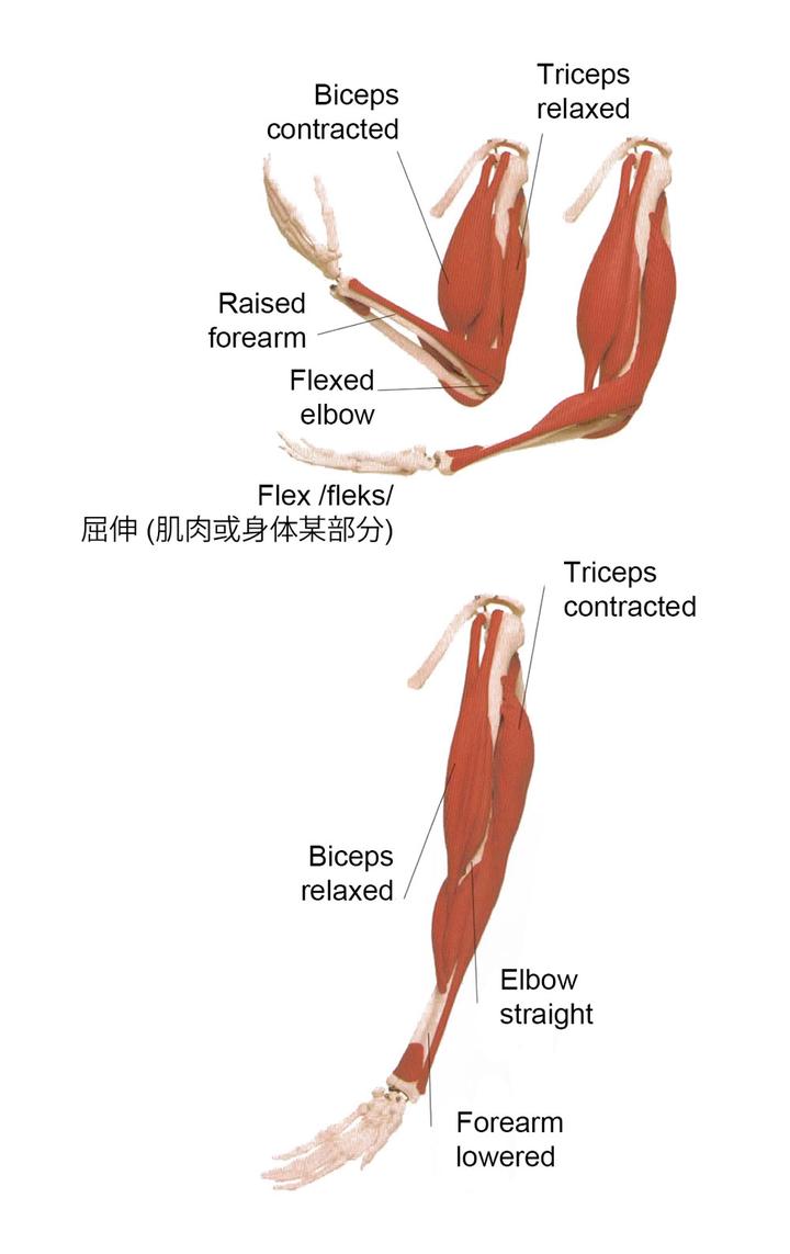 Muscle power 03 – muscle pairs - 知乎