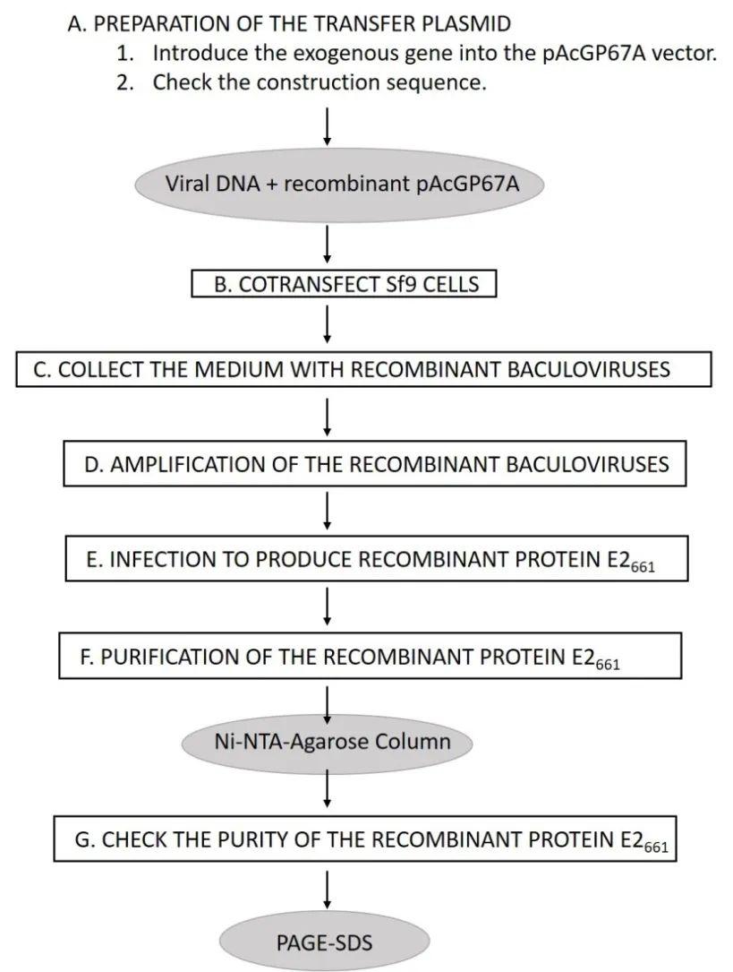 杆状病毒&昆虫细胞——蛋白表达的黄金搭档 - 知乎