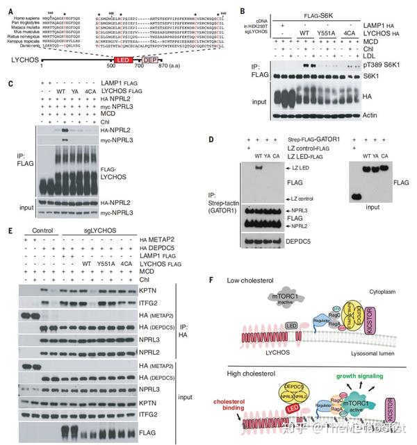 代谢学人--Science：LYCHOS--胆固醇的神秘感受器 - 知乎