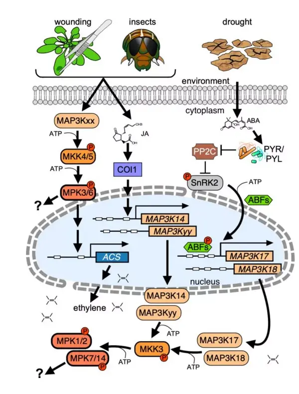 Plant Cell | 植物损伤可激活两个独立的MAPK信号途径 - 知乎