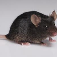 对遗传性肥胖（ob/ob）和糖尿病（db/db）小鼠的新见解 - 知乎