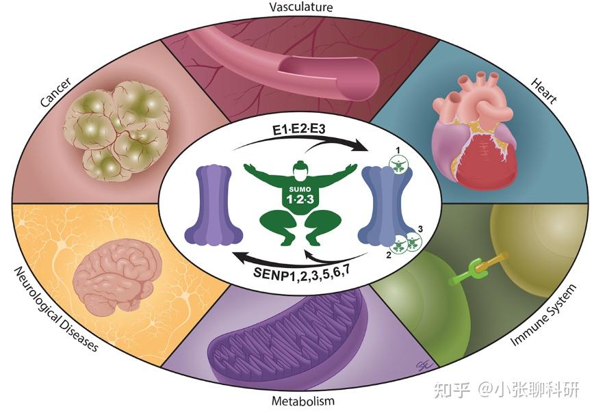 国自然申请热点：重温SUMO化，有多少是你不知道的？ - 知乎