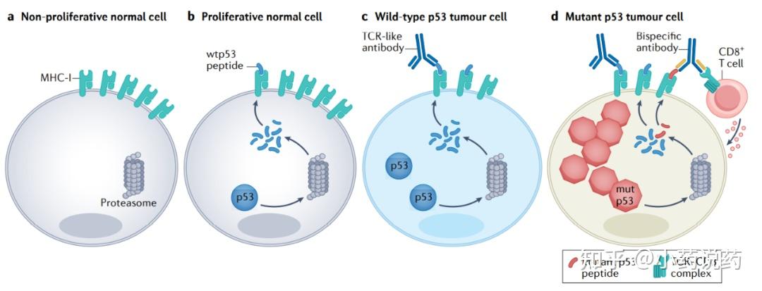 靶向p53癌症治疗药物的研究进展 - 知乎