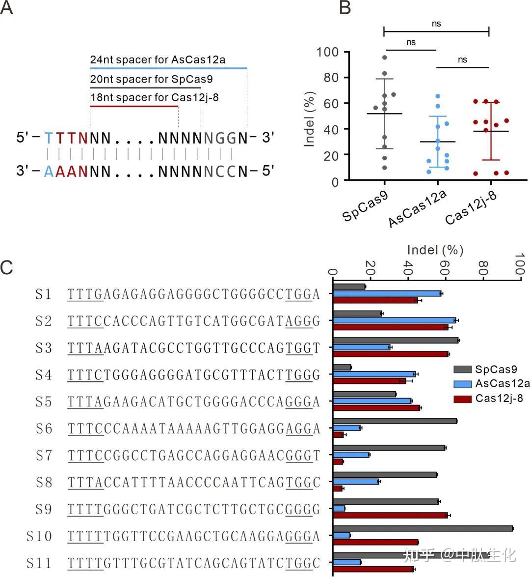 Science子刊：王永明/兰峰团队开发出高特异性CRISPR-Cas12j工具 - 知乎