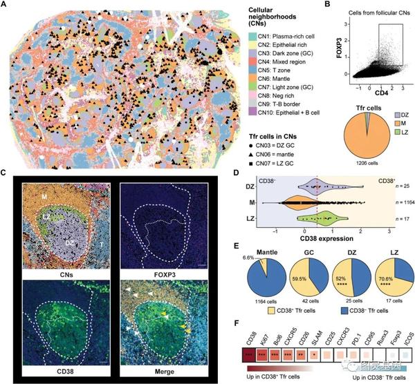 Sci Immu | 人类滤泡辅助T细胞克隆, 功能和位置异质性与免疫机制 - 知乎