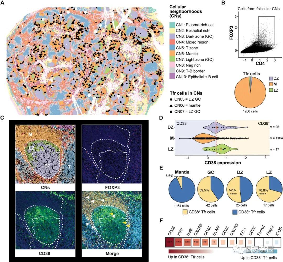 Sci Immu | 人类滤泡辅助T细胞克隆, 功能和位置异质性与免疫机制 - 知乎