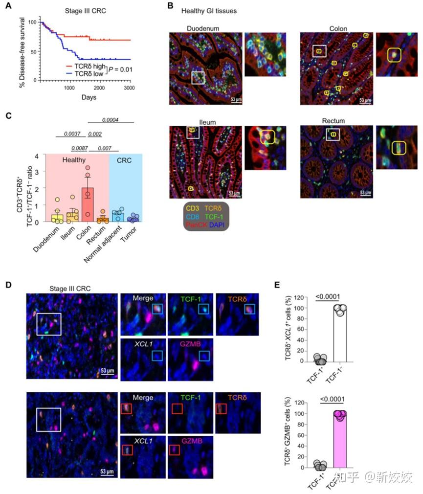 Sci Immunol | 流式细胞术+单细胞测序+多重荧光免疫组化多组学联用发现上皮内淋巴细胞（IEL）抗肿瘤反应潜在靶点 - 知乎