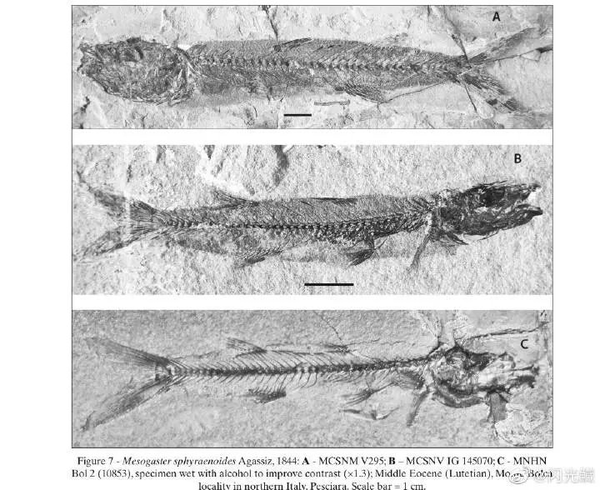 蒙特波卡：始新世的海洋之窗（2）——鲹形系附卵亚系（作者：达达） - 知乎