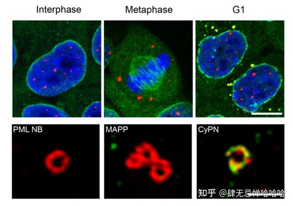 PML致癌结构域 - 知乎