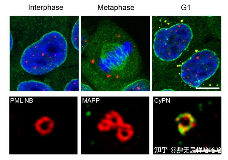 PML致癌结构域 - 知乎