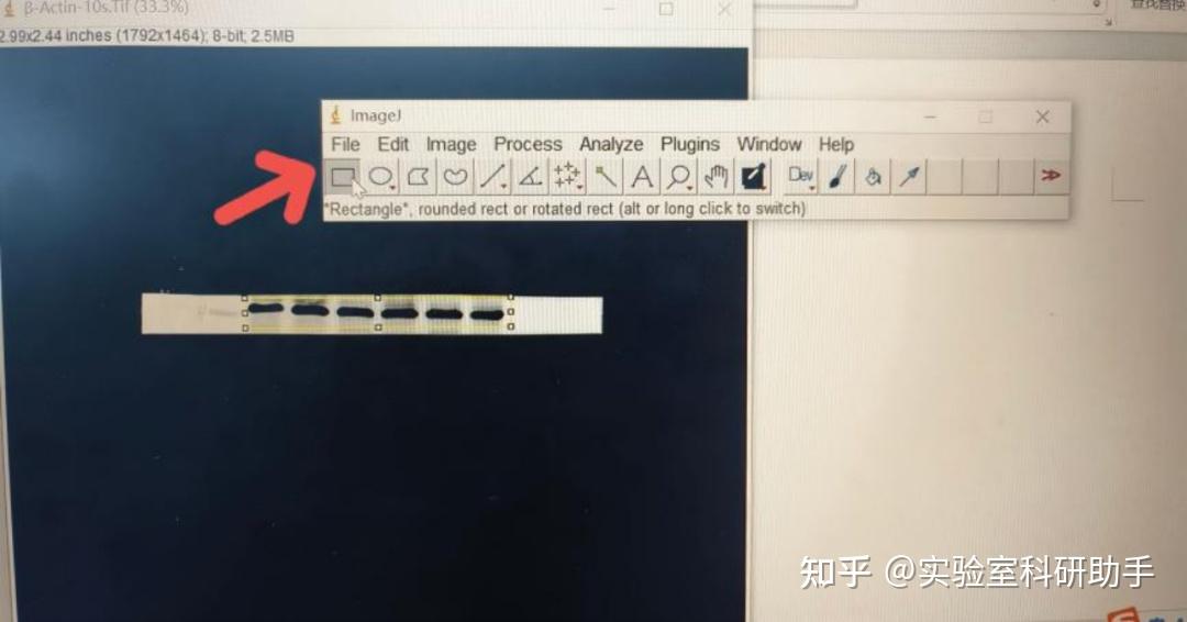 手把手教学——WB条带量化之ImageJ软件分析 - 知乎