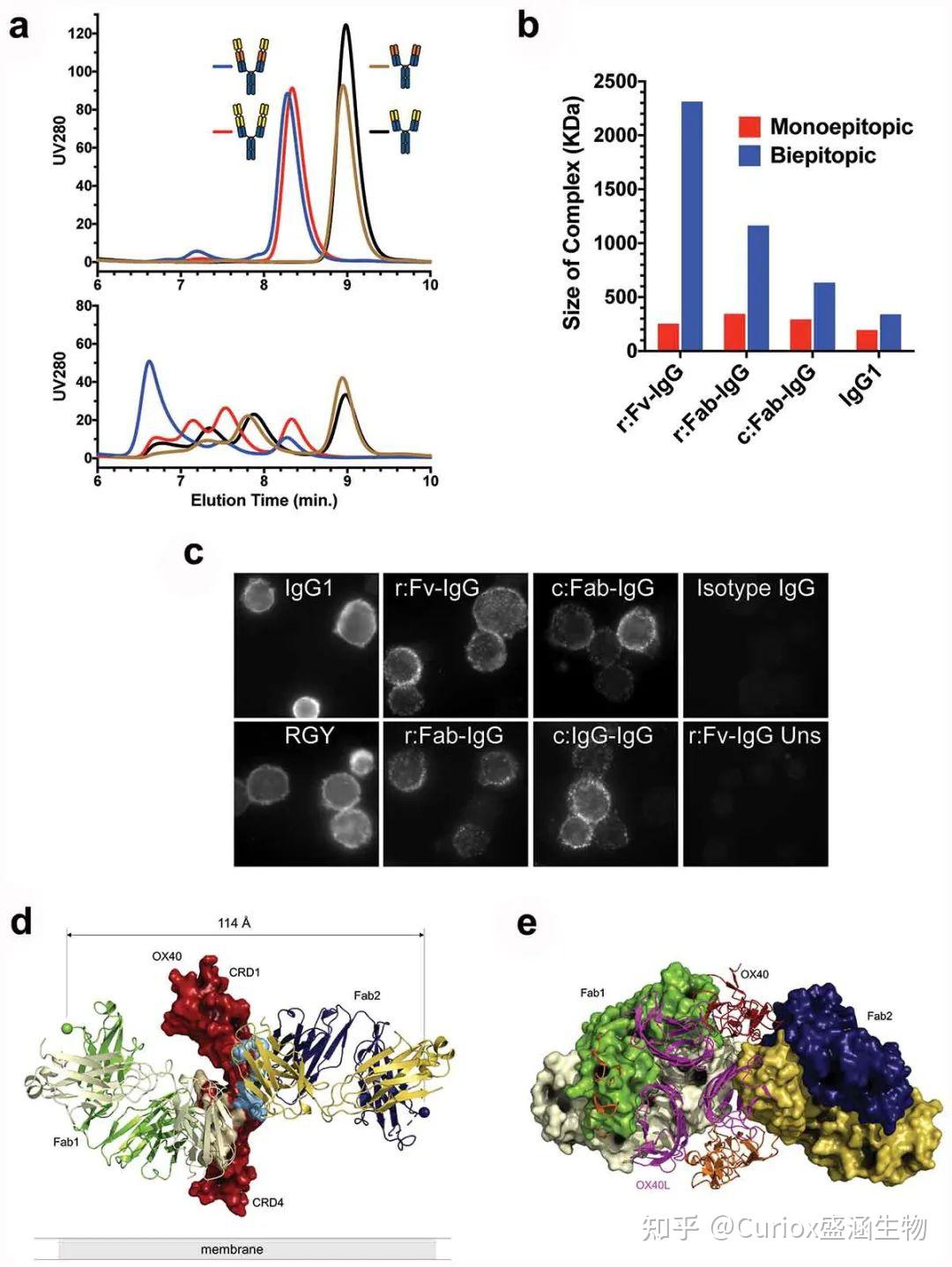 新技术加速抗体研发｜Genentech四价双表位抗体实现TNFRSF内在激动活性 - 知乎