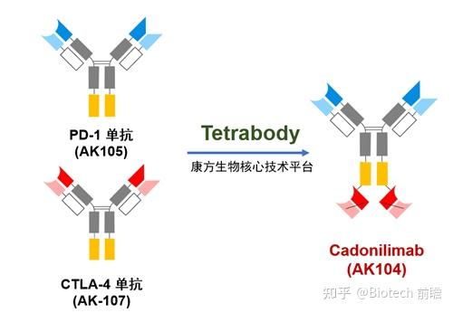 PD-1和CTLA-4联合阻断免疫作用机制及双抗能否减少毒性 - 知乎