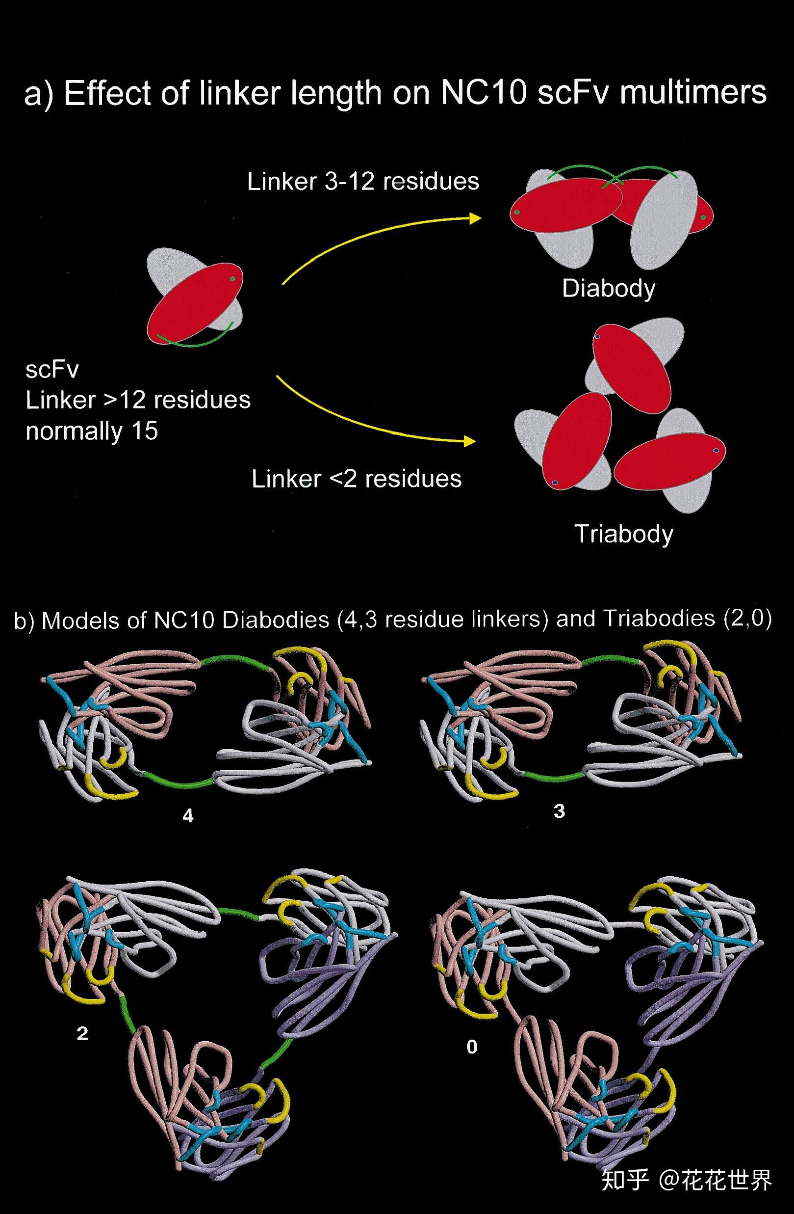 Single-Chain Fragment Variable (ScFv) - 知乎