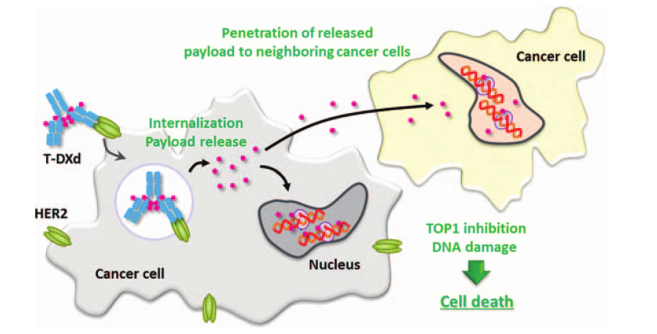 回顾“神药T-DXd（DS-8201）”的研发历程 - 知乎