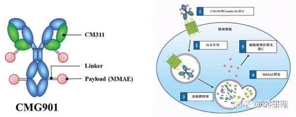 胃癌潜力靶点：Claudin 18.2 - 知乎