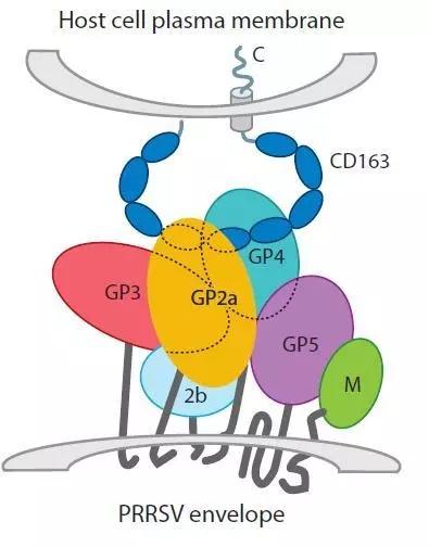 PRRSV进入细胞的过程 - 知乎