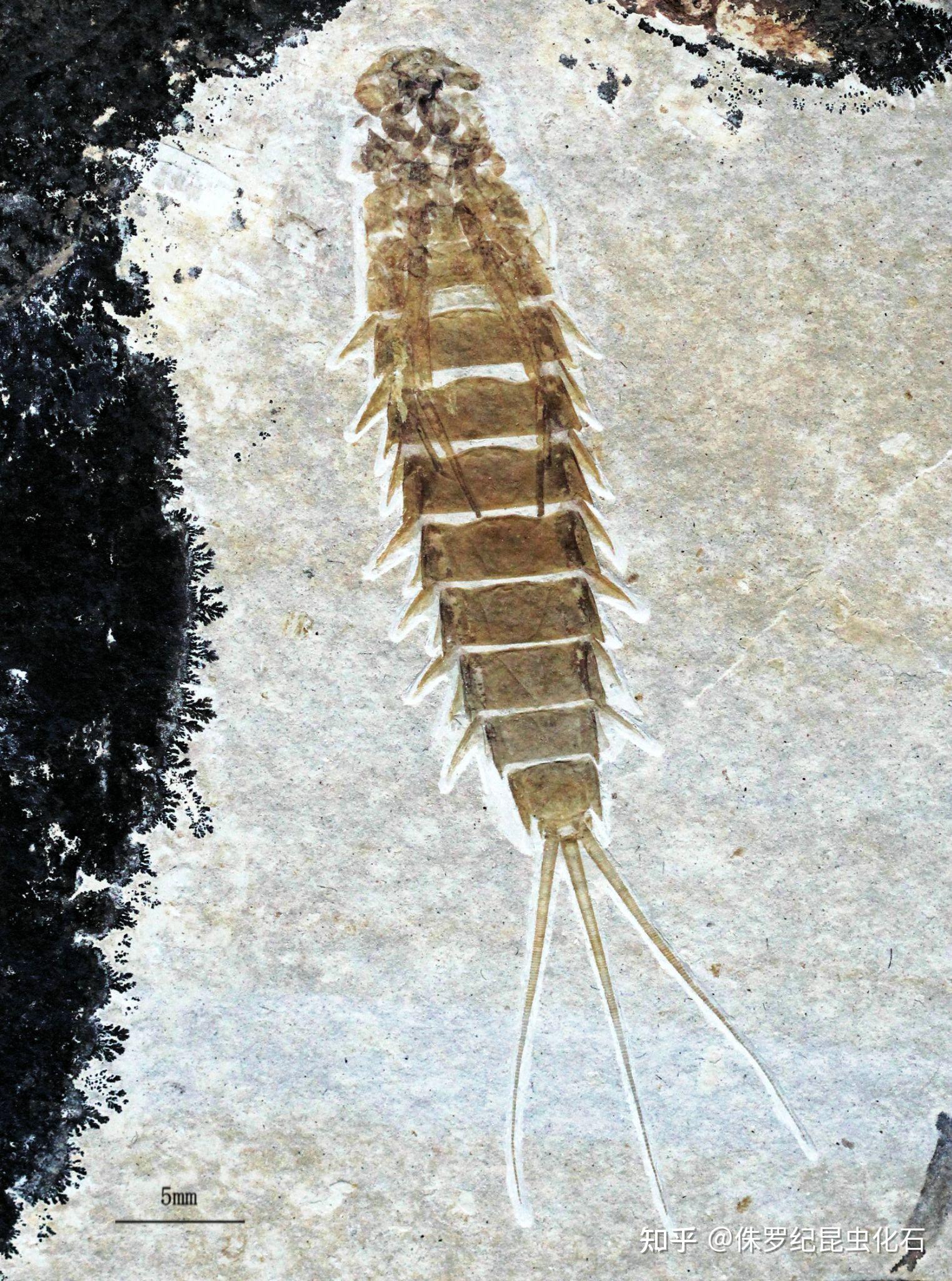 昆虫化石科普知识之蜉蝣目（一） - 知乎