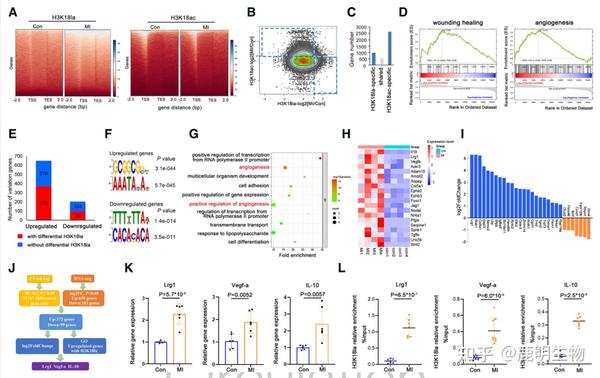 CUT&Tag技术：研究组蛋白乳酸化修饰调控心肌梗死后修复机制 - 知乎