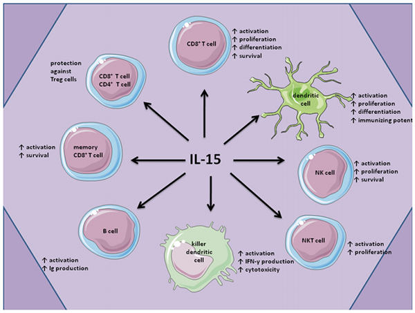 IL-15与IL-2，谁更胜一筹？ - 知乎
