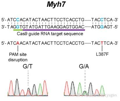 【每周一鼠】引起肥厚性心肌病的主要致病基因——Myh7基因编辑小鼠 - 知乎