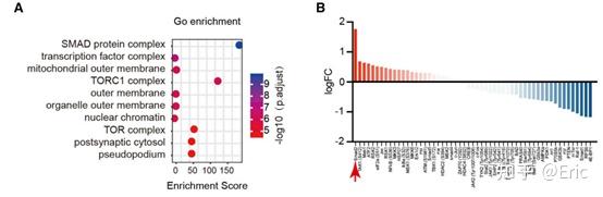 Cell metabolism | 肌酸通过Smad2/3促进肿瘤转移 - 知乎