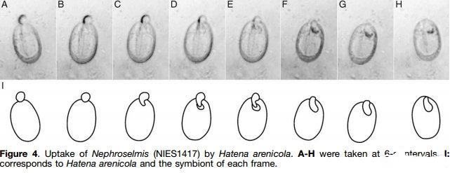 【古菌域全系列14】隐藻界Cryptista：隐于世间而影响世界 - 知乎
