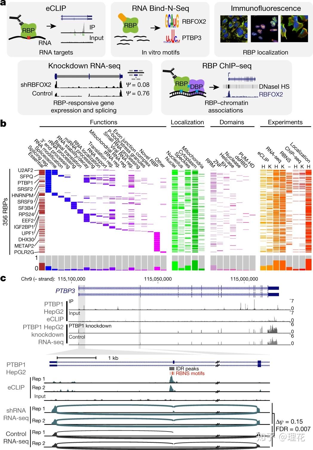 ENCODE项目第三期论文解读之二：人类RNA-结合蛋白的大规模结合和功能图 - 知乎