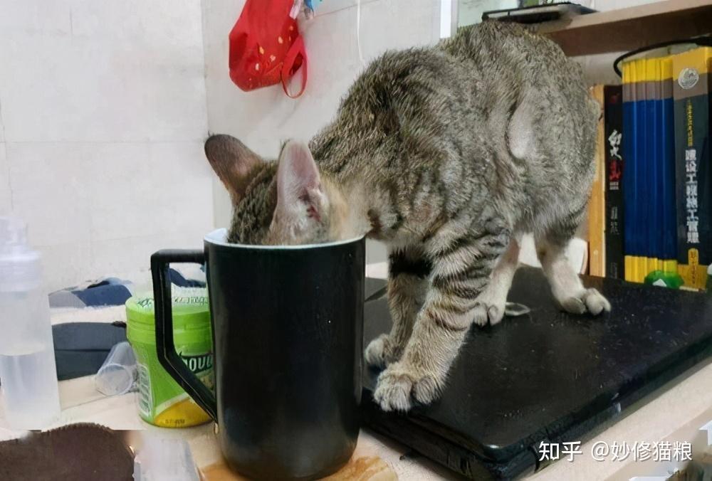 狸花猫这7个行为,是 智商高”的表现,你家猫有吗? 知乎