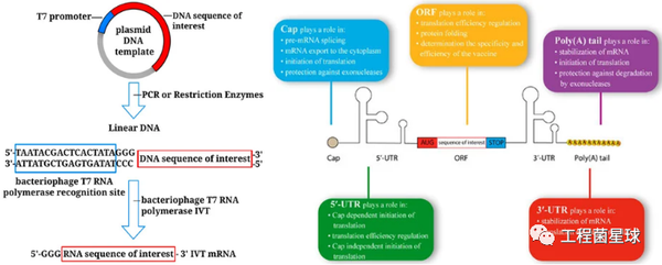 【耀文解读】一文读懂|不同IVT RNA(mRNA, saRNA, circRNA)的差异 - 知乎