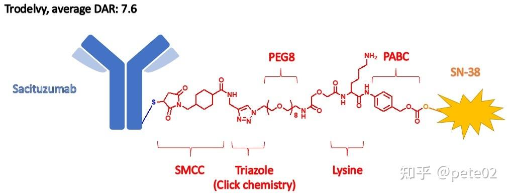 ADC药物研发的几点思考 - 知乎
