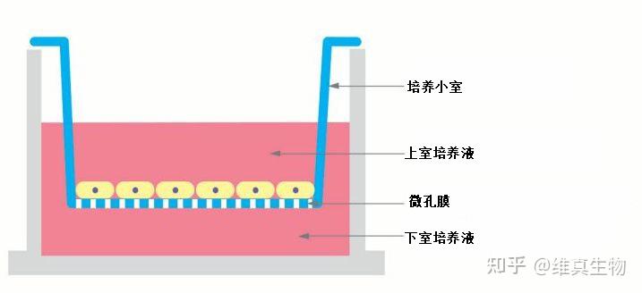 transwell实验检测细胞迁移的具体操作和要点有哪些? - 知乎