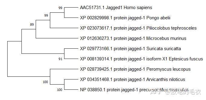 MEGA在分子进化树方面的应用 - 知乎