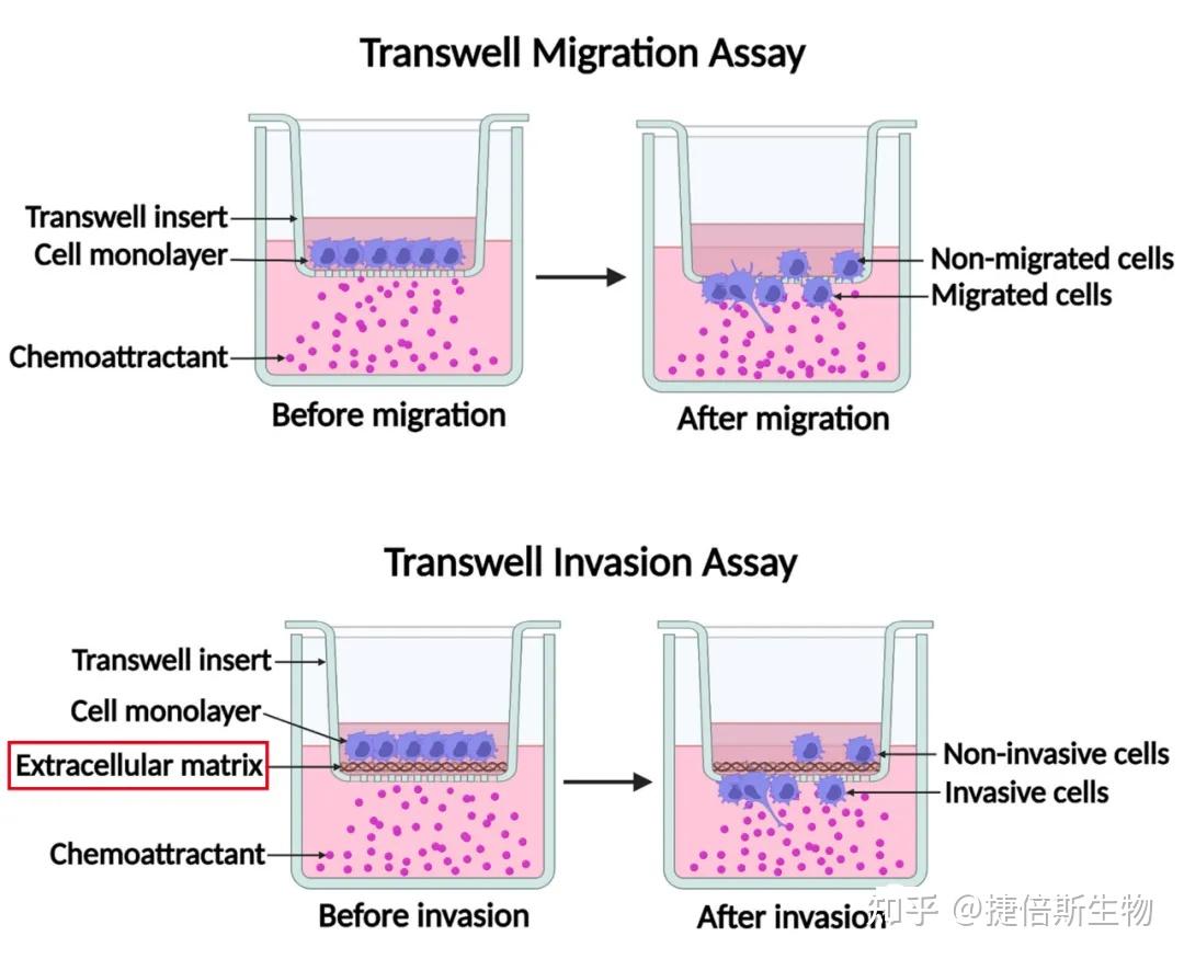 细胞侵袭-Transwell 曝光癌细胞的入侵路径 - 知乎