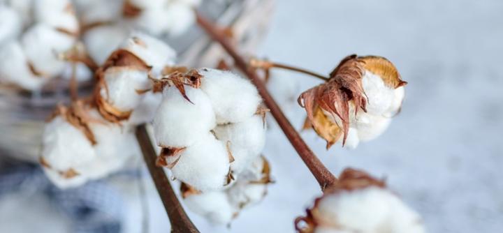 如何为Better Cotton CoC 1.0评估做好准备？ - 知乎