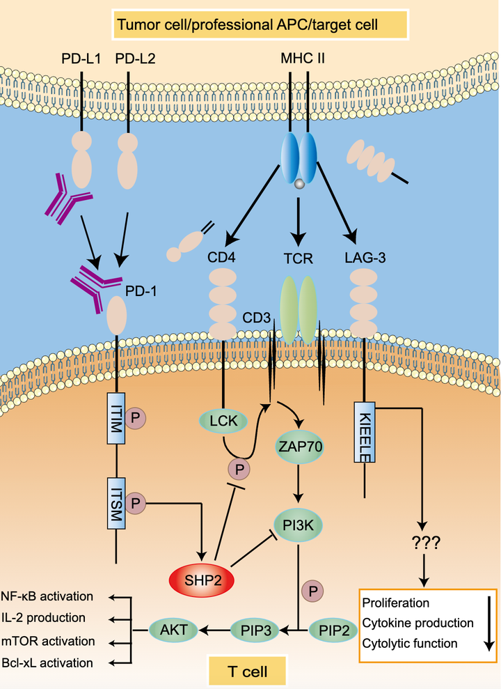 程序性细胞死亡蛋白1(PD-1/PD-L1)信号通路 - 知乎