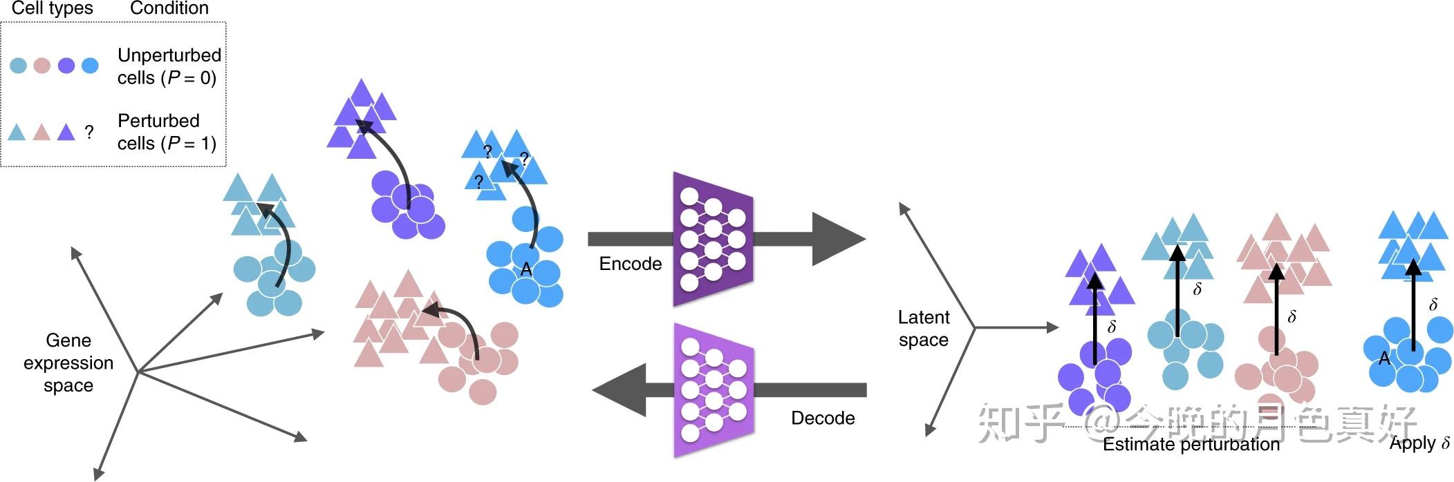 每天一篇单细胞16-方法4：scGen - 知乎