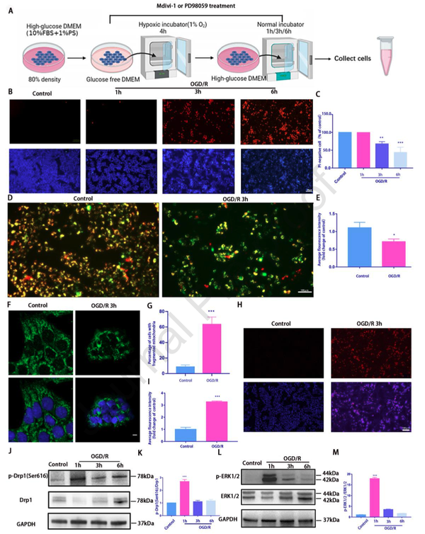 Redox Biology丨氧化应激顶刊丨病理性高眼压通过 Drp1 诱导线粒体功能障碍并导致PANoptosis - 知乎