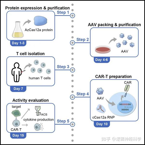 STAR Protocols︱北京大学刘涛课题组发展高效定点整合CAR-T细胞制备新方法 - 知乎