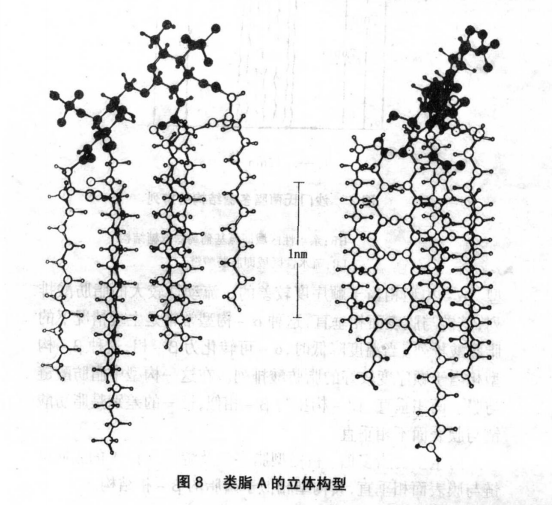 细菌内毒素中类脂A及脂多糖的立体构型介绍 - 知乎