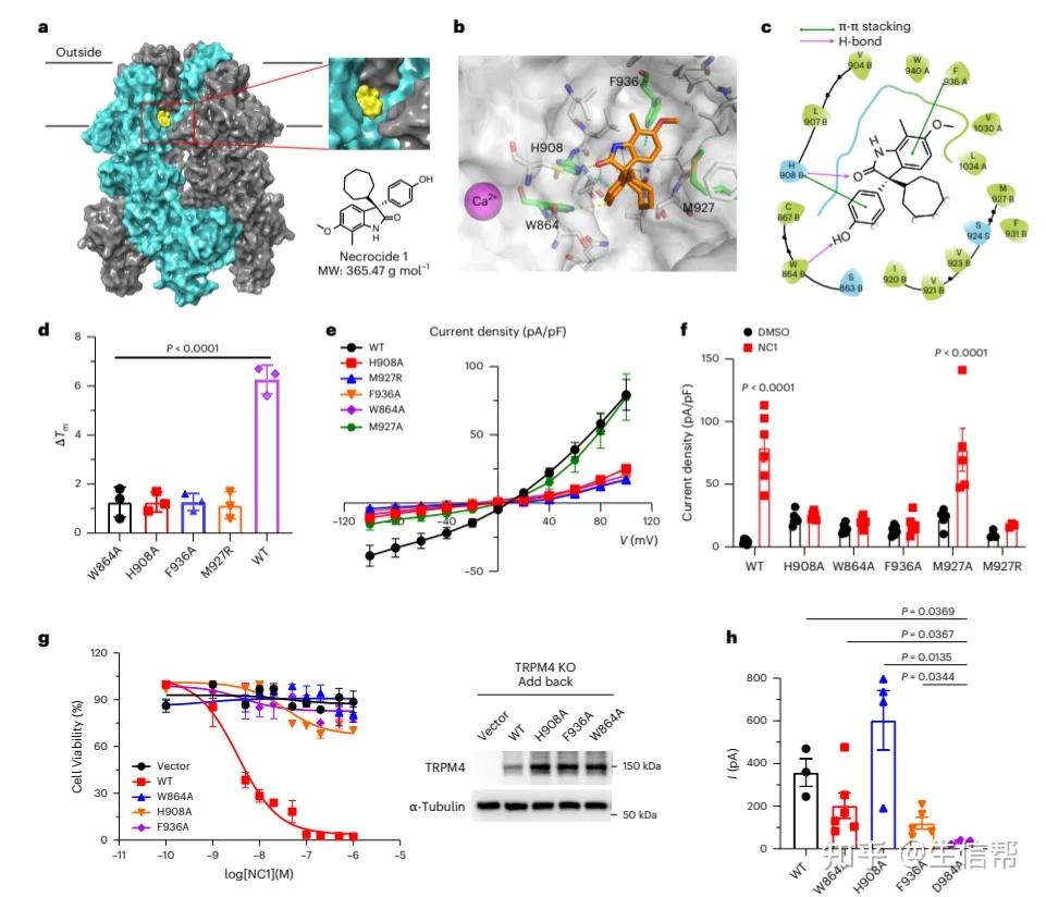 TRPM4的持续激活触发以钠超载为特征的坏死细胞死亡 - 知乎