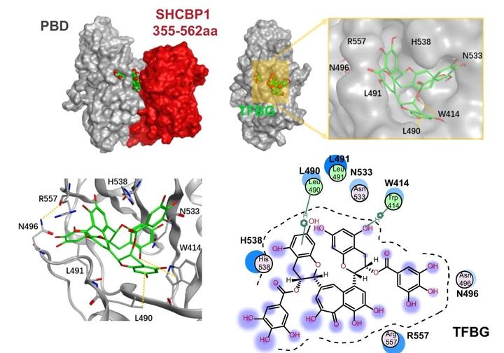 Biacore实验用于蛋白质与化合物相互作用分析 - 知乎