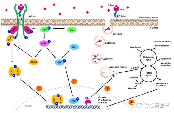 FRα表达卵巢癌新药！FDA授予Rina-S快速通道资格认定 - 知乎