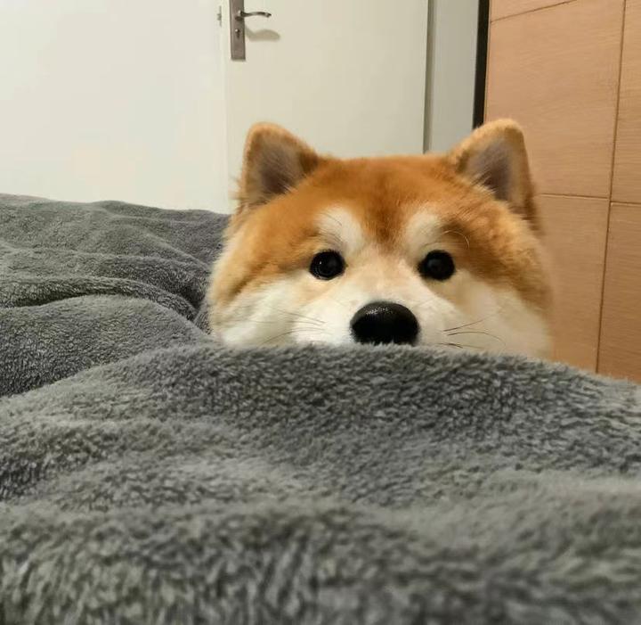 elementUI——el-form表单验证，表单项切换显示，校验错误信息未清除 - 知乎