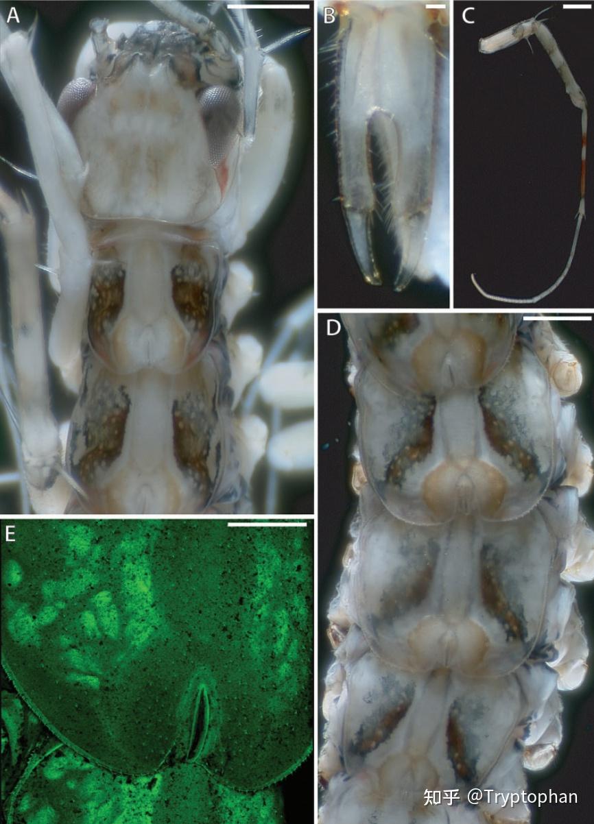 【Scutigeromorpha 】世界蚰蜒属征译名 分类 图鉴 - 知乎