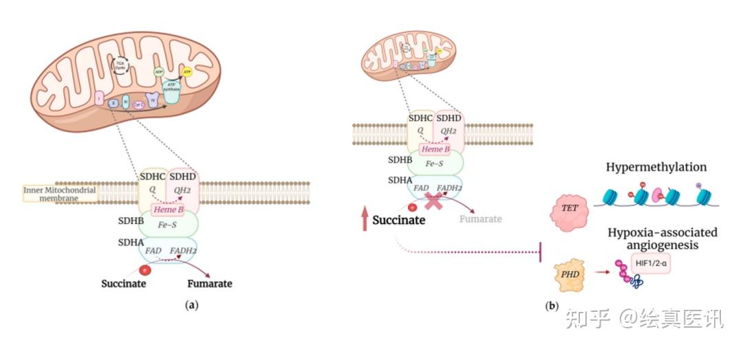 涨知识：胃肠道间质瘤为啥要做SDHx基因检测？ - 知乎